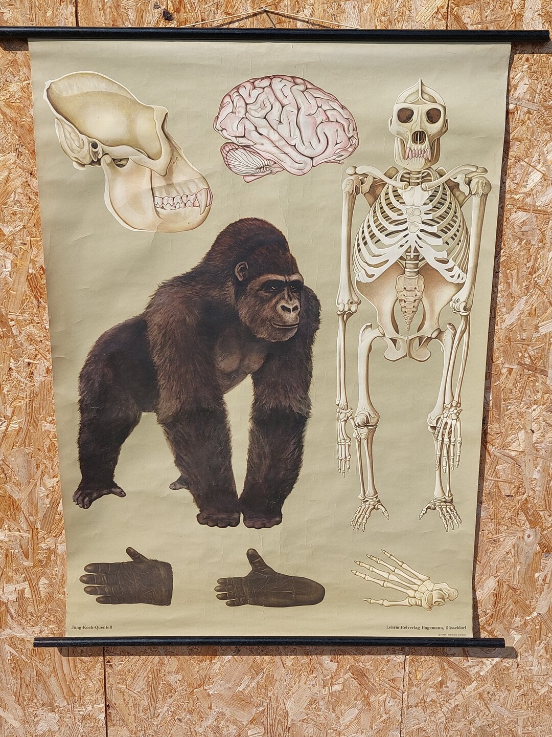 Vintage Original German Educational Poster/gorilla Anatomy/school Wall ...