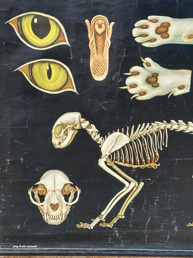 Vintage Original German Educational Poster/ Cat Anatomy /school Wall ...