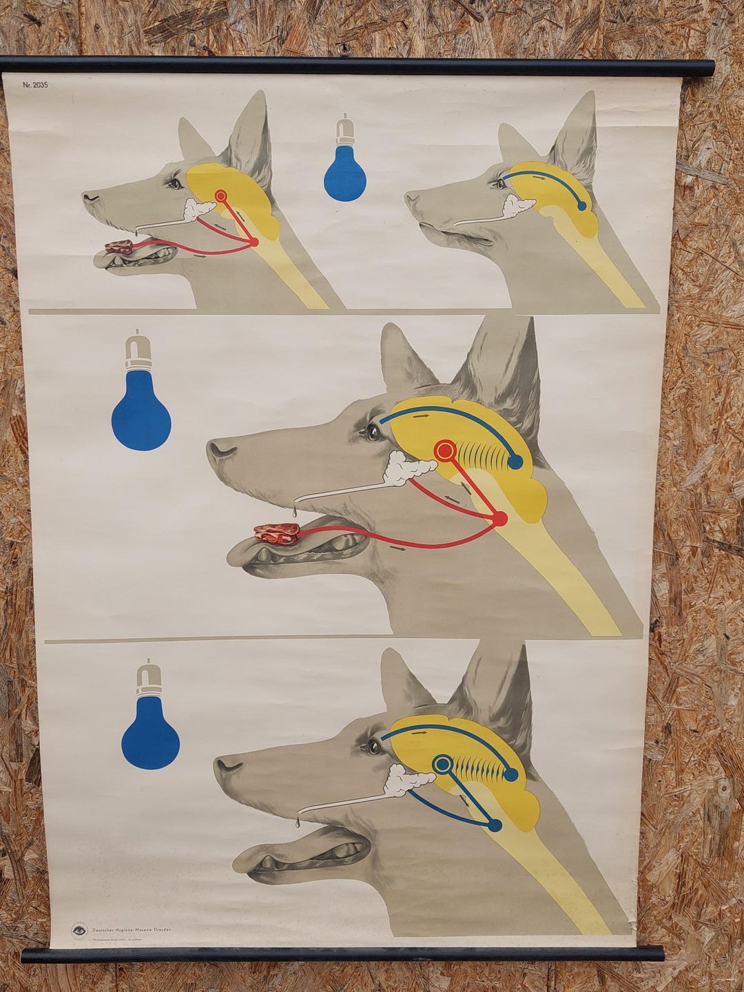 Vintage Pavlov's Dog Educational Poster, German School Chart, 1962s ...