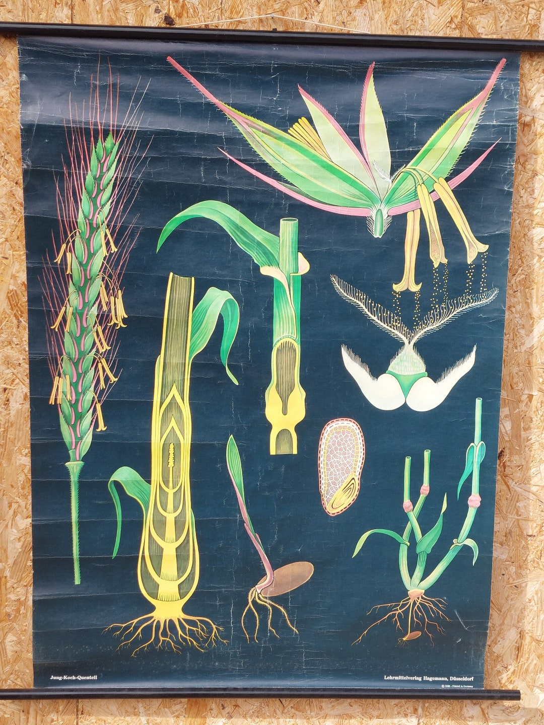 Vintage Rye Botanical Chart: 1969 German Educational Poster - Etsy