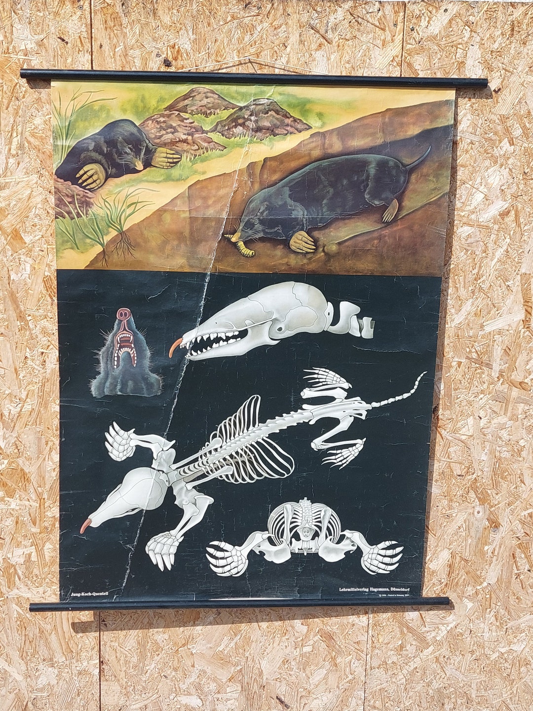Vintage Original German Educational Poster/mole Anatomy/school Wall ...