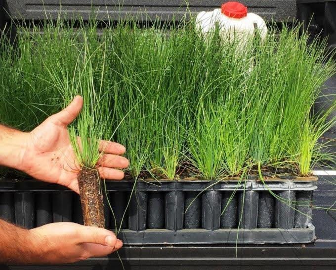 50 Containerized Long Leaf Pine Seedlings - Etsy