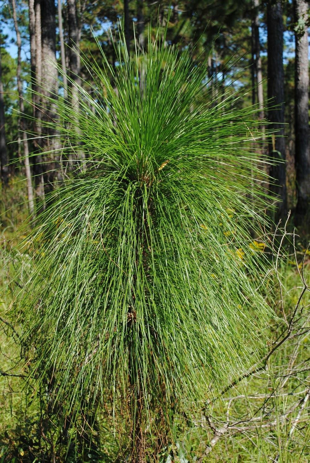 50 Containerized Long Leaf Pine Seedlings - Etsy