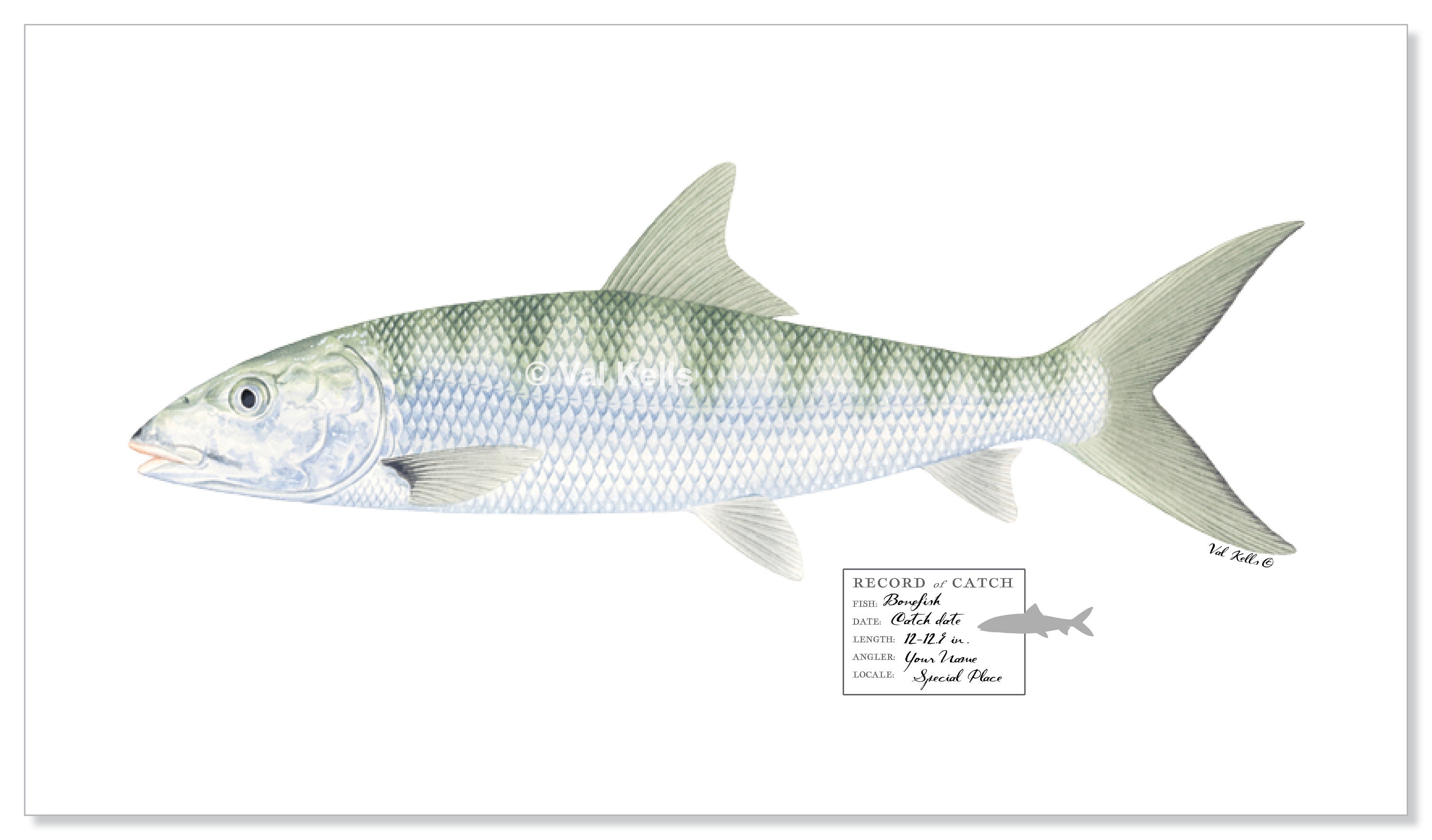 CUSTOM 14x8 21x11 Bonefish Prints With Custom Catch Stamps Personalized ...