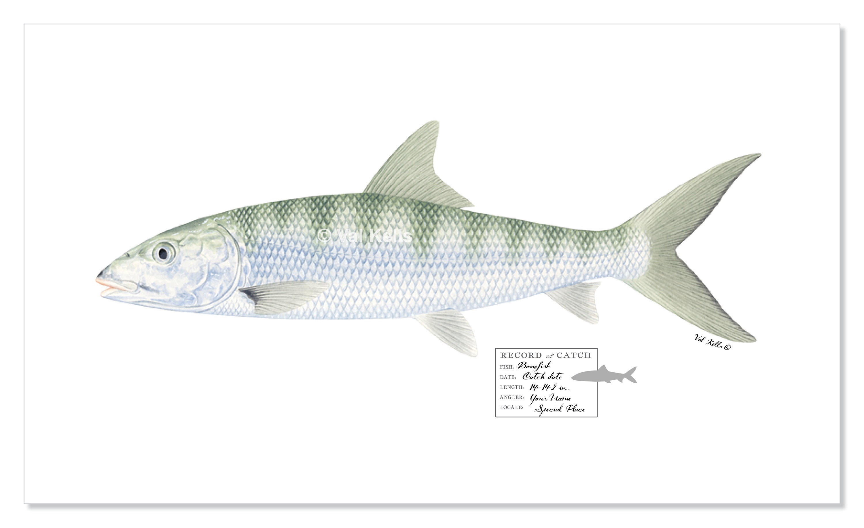 CUSTOM 14x8 21x11 Bonefish Prints With Custom Catch Stamps Personalized ...