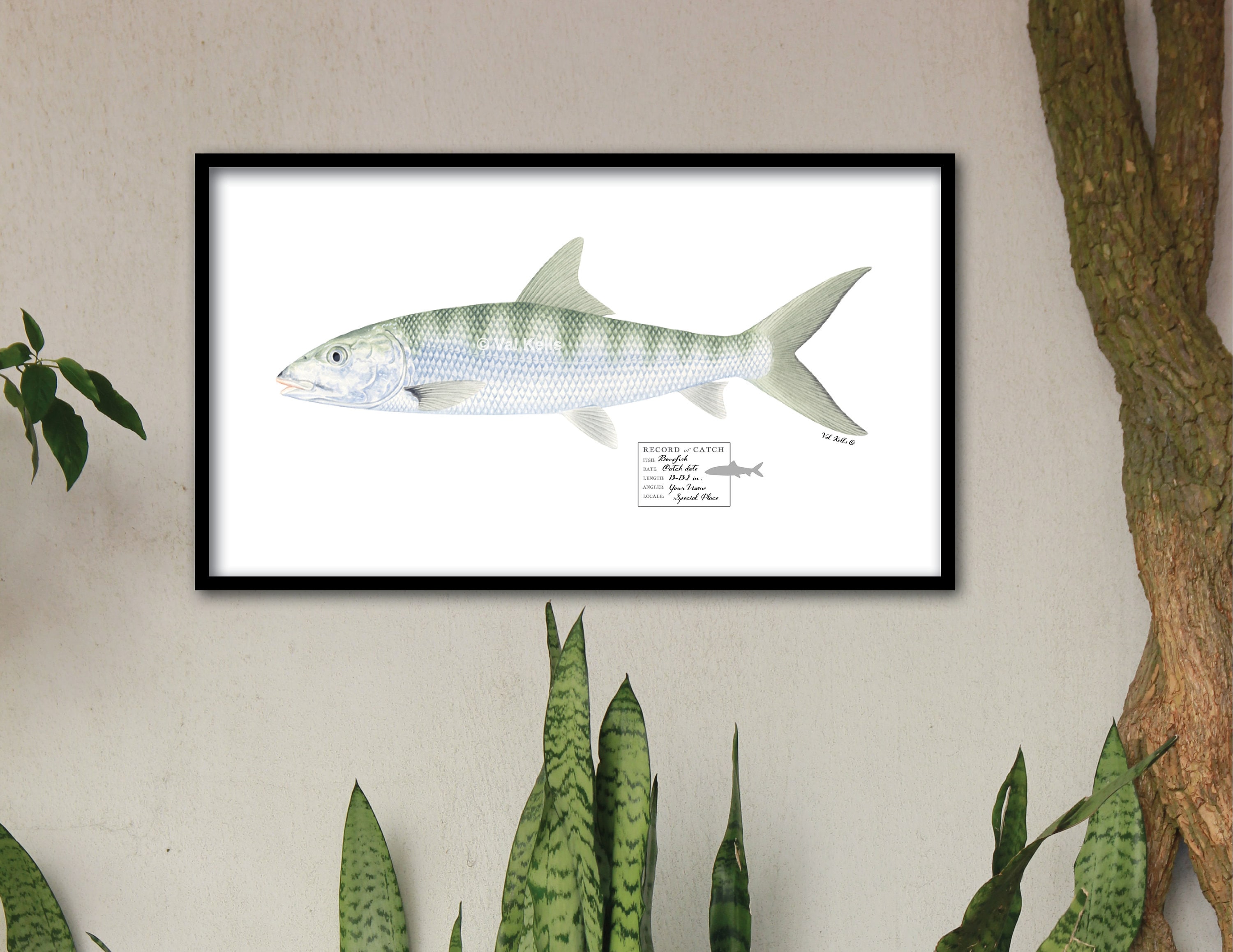 Bonefish Drawing