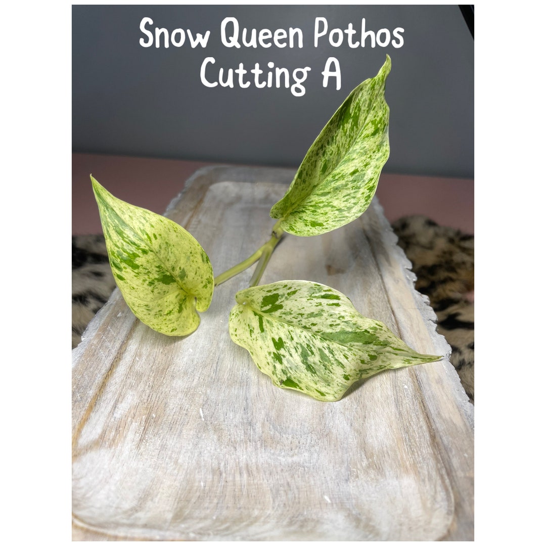 Snow Queen Pothos Rare Pothos Epipremnum Aureum Rooted Cutting ...