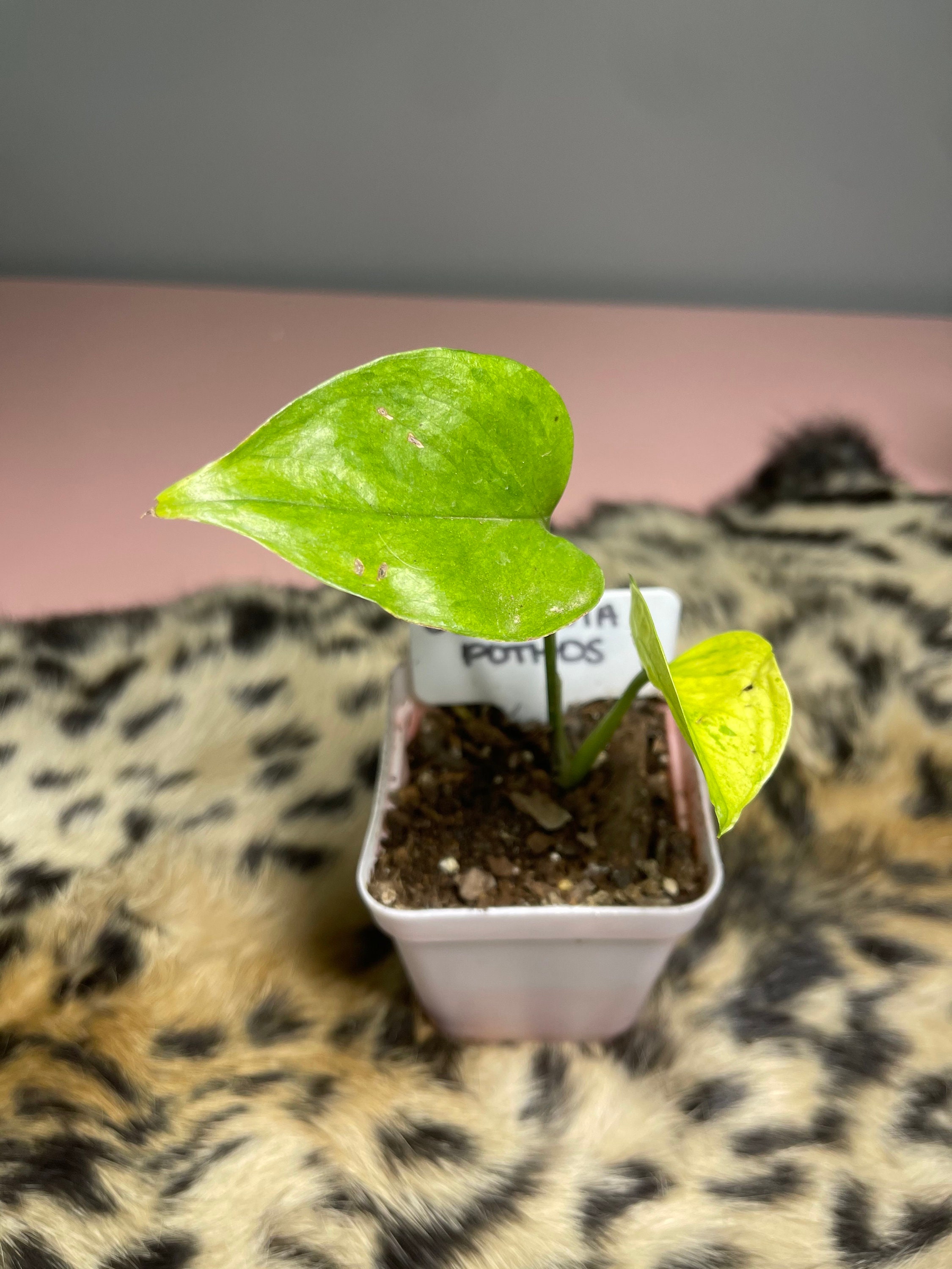 Jessenia Pothos Epipremnum Aureum Rare Pothos Variegated Pothos ...