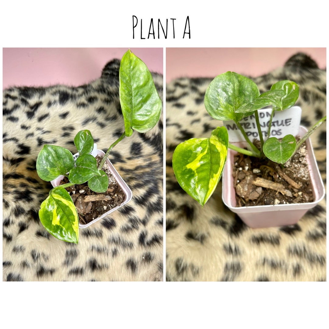 Lemon Meringue Pothos Epipremnum Aureum Rare Pothos Variegated Pothos ...