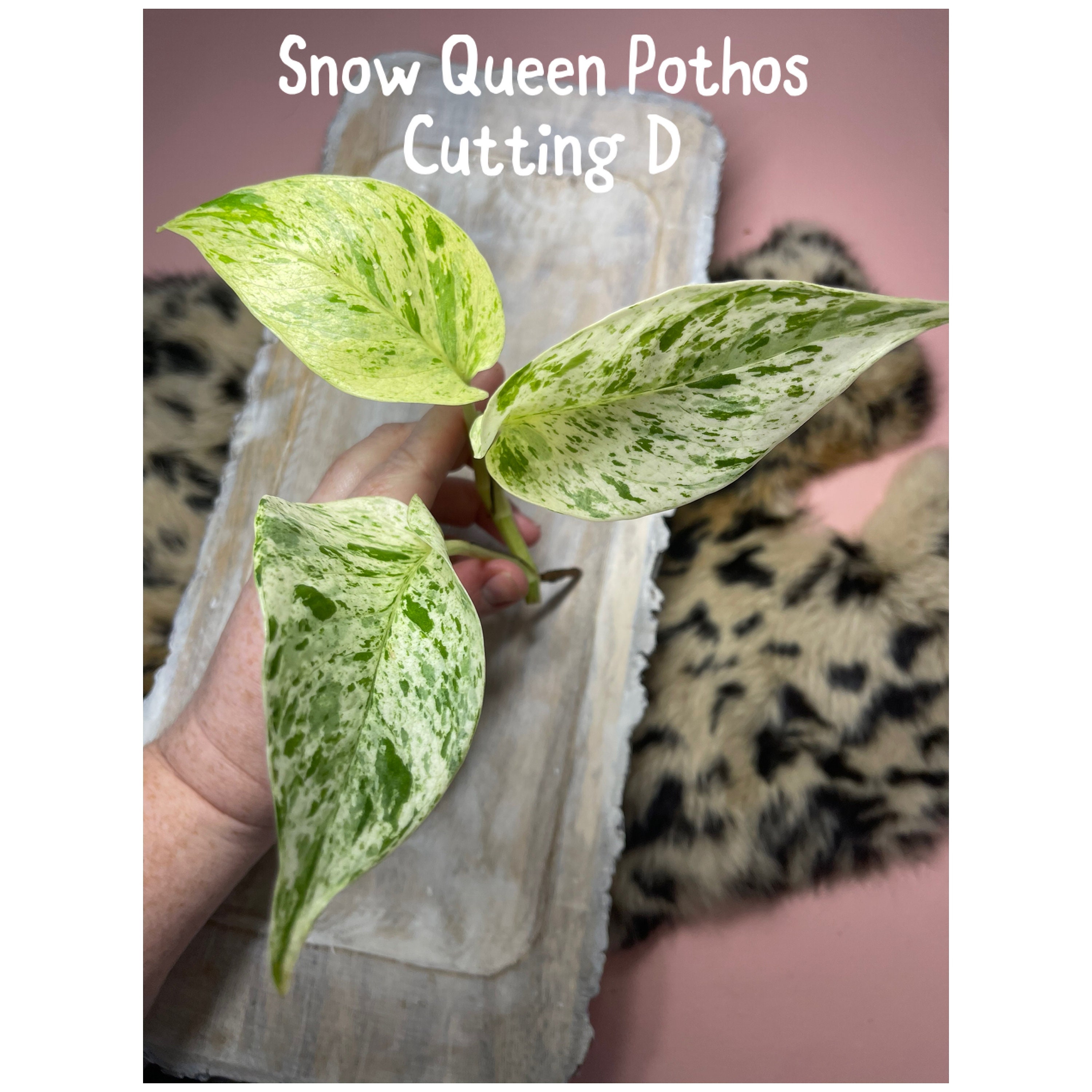 Snow Queen Pothos Rare Pothos Epipremnum Aureum Rooted Cutting ...