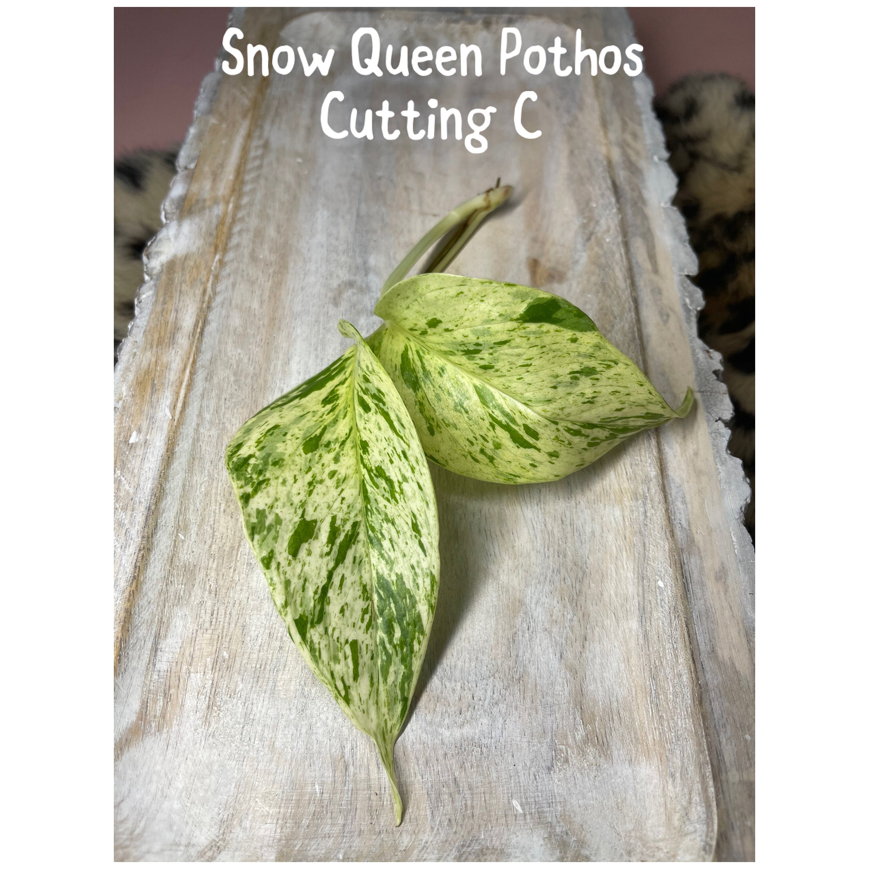 Snow Queen Pothos Rare Pothos Epipremnum Aureum Rooted Cutting ...