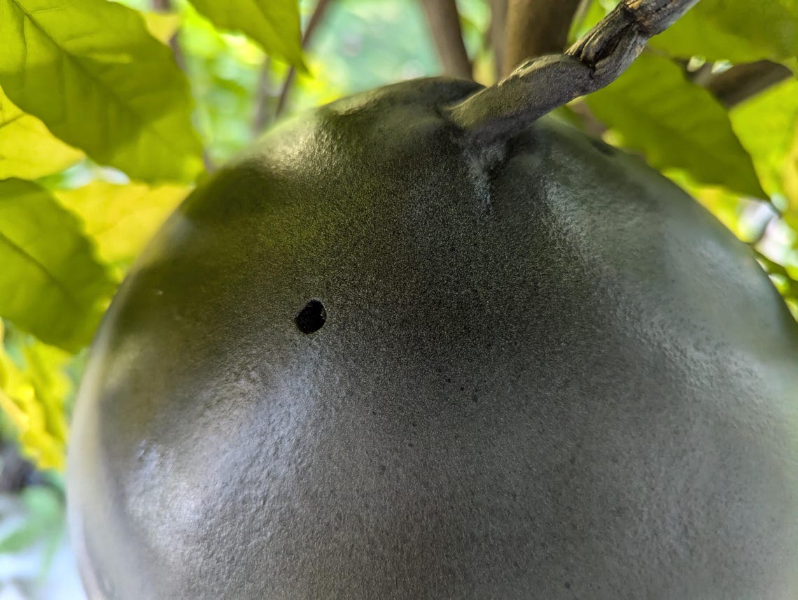 Gourd Birdhouse Grey and Rose - Etsy