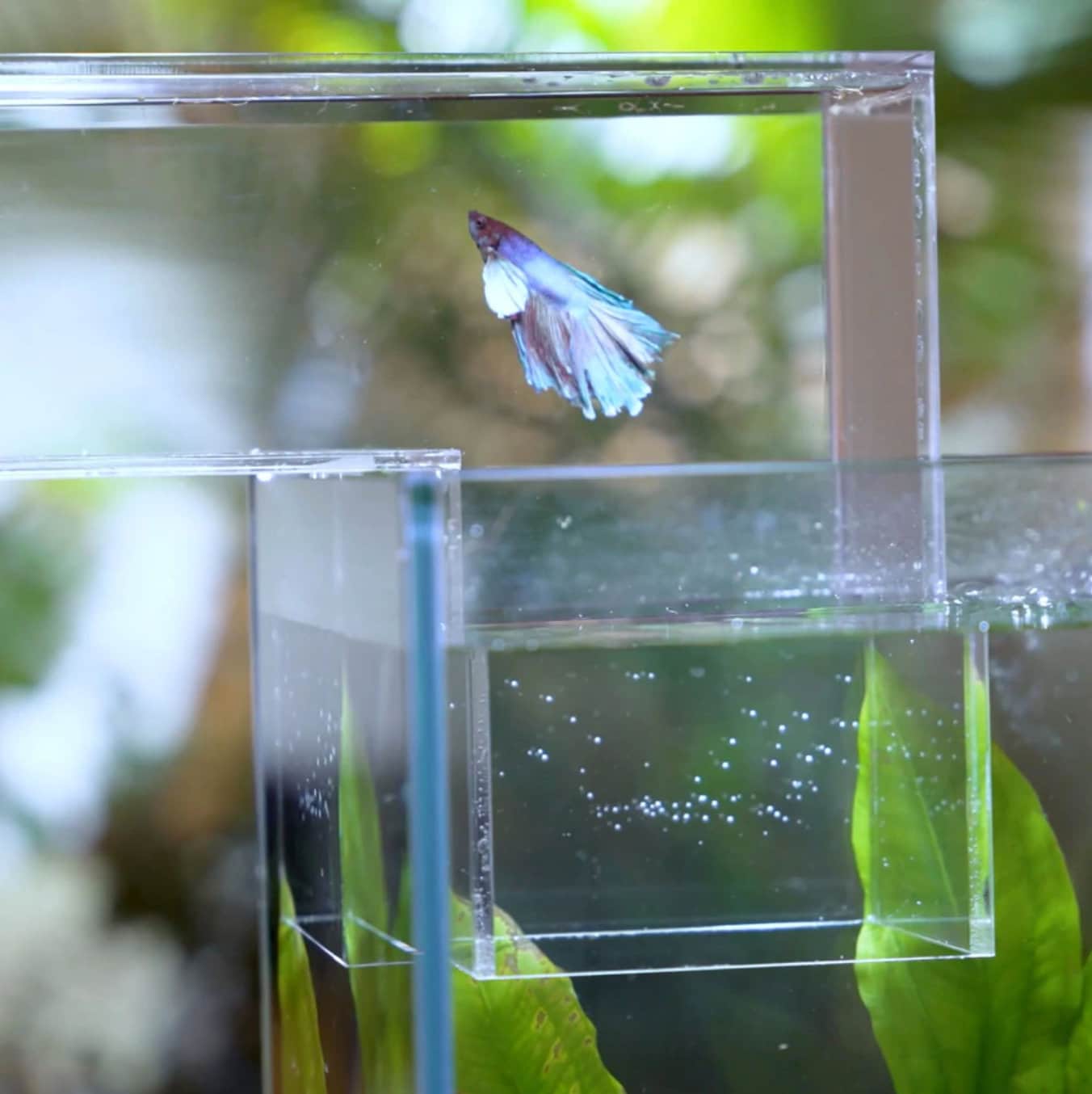 The Fish Bridge - Etsy