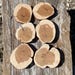 Cedar Rounds | Debarked Cedar Slices | Wooden Cookie Rounds | Wood ...