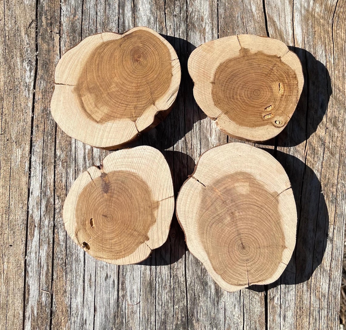 Cedar Rounds | Debarked Cedar Slices | Wooden Cookie Rounds | Wood ...