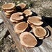Cedar Rounds | Debarked Cedar Slices | Wooden Cookie Rounds | Wood ...