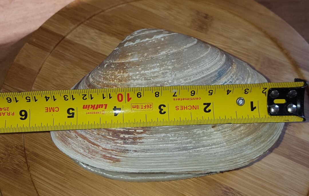 Extra Large 5-6" Hinged Surf Clam Shells. - Etsy