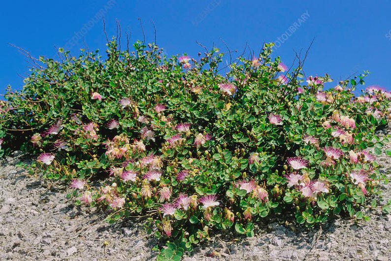 Capparis Spinosa 50 Seeds | Caper Bush | Mediterranean Drought-tolerant ...