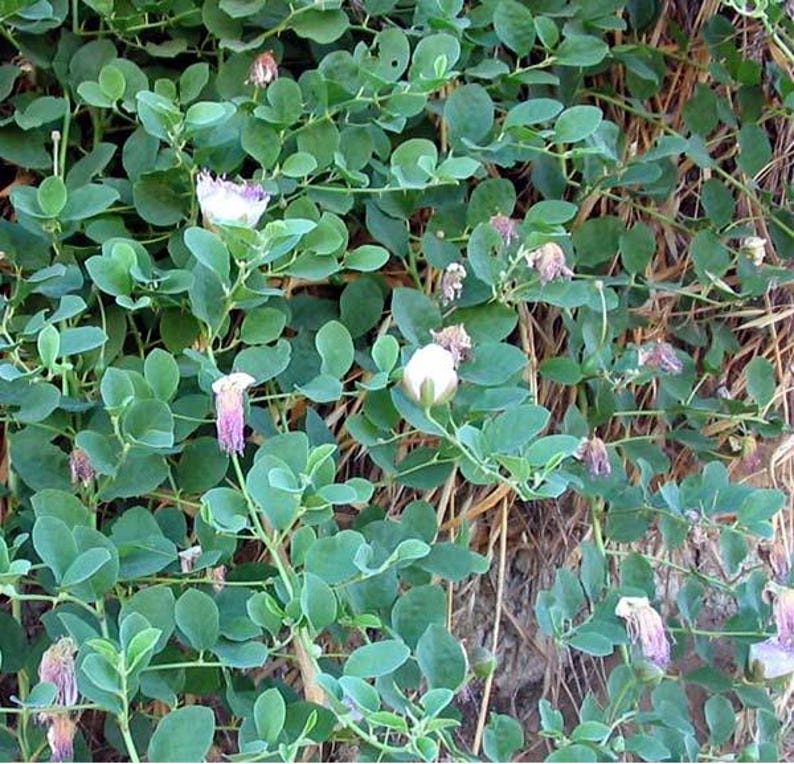 Capparis Spinosa 50 Seeds | Caper Bush | Mediterranean Drought-tolerant ...