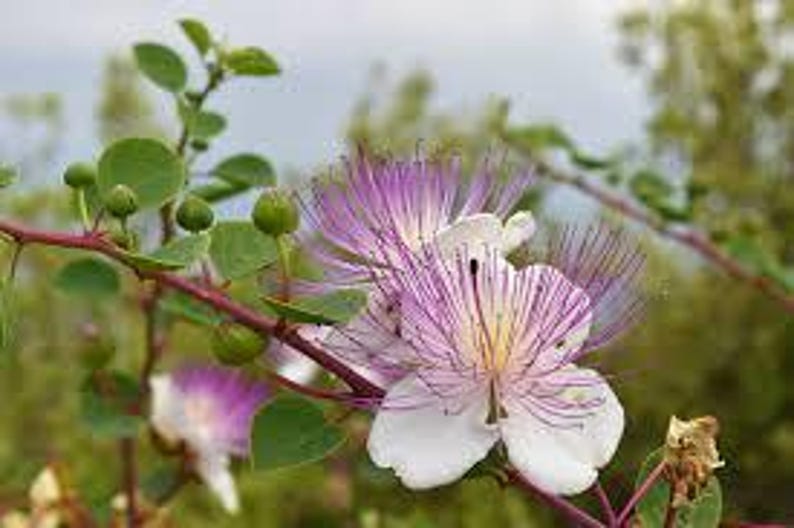 Capparis Spinosa 50 Seeds | Caper Bush | Mediterranean Drought-tolerant ...