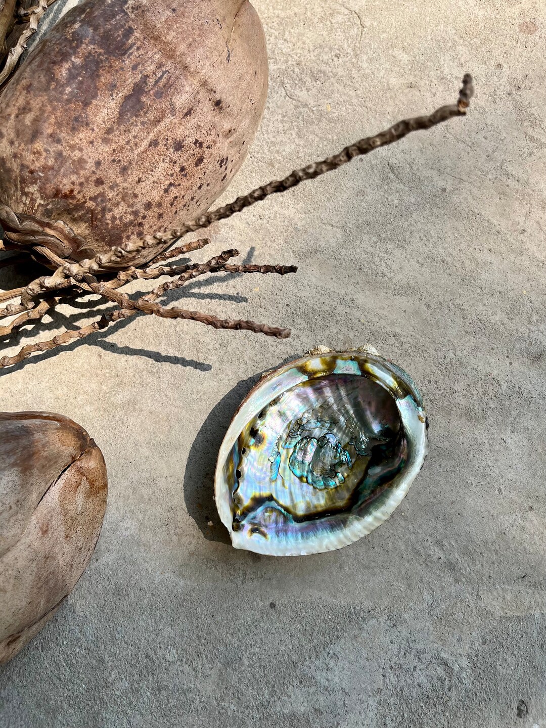 Abalone Shell | Holder for Palo Santo and White Sage - Etsy