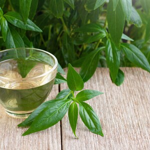 Andrographis Dried Herb | Andrographis Paniculata | Green Chiretta ...