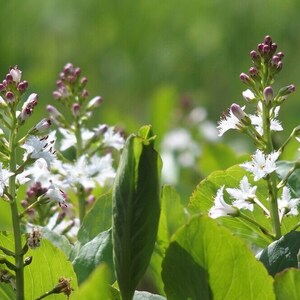 Bogbean Herb | Menyanthes Trifoliata | Tea Dried Bog Bean Buckbean ...