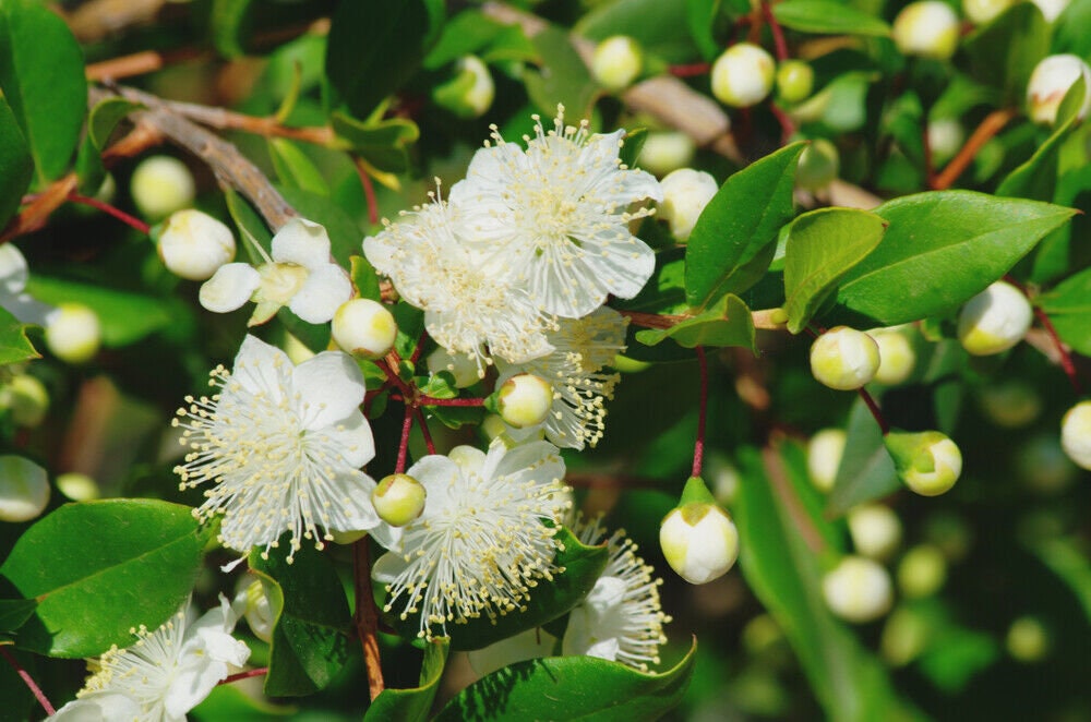 Myrtle Leaf | Myrtus Communis | Dried Leaves Herb Herbal Tea Mirt - Etsy