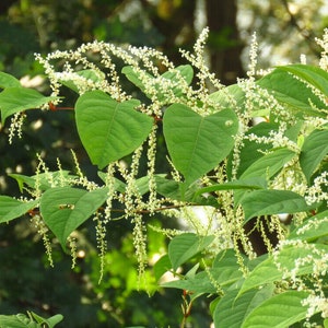 Japanese Knotweed Root | Reynoutria Japonica | Natural Herbal Tea ...