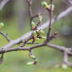 Birch Dried Buds | Betula Pendula | 100% Herbal Tea Immunity Boost! - Etsy