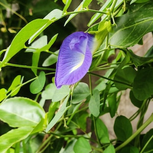 Shankhpushpi Herb | Convolvulus Pluricaulis | Dried Leaves Herbal Tea ...