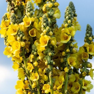 Mullein Flower | Verbascum Thapsus | 100% Natural Herbal Tea Dziewanna ...