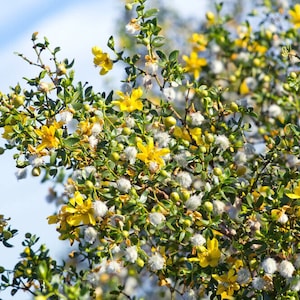 Chaparral Leaf | Larrea Tridentata | Creosote Bush Tea Detox Dried Herb ...
