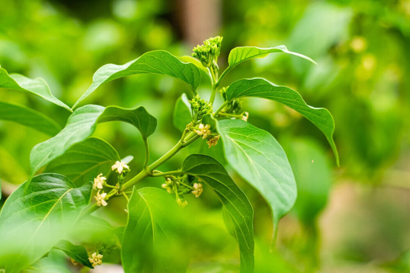 Gurmar Leaf Gymnema Sylvestre Dried Herb Natural Herbal - Etsy