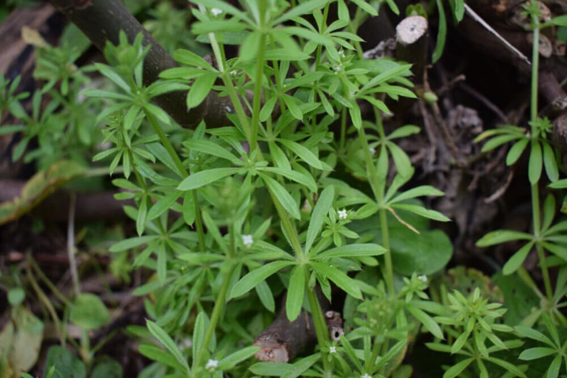 Cleavers Herb Galium Aparine 100% Natural Herbal Tea - Etsy
