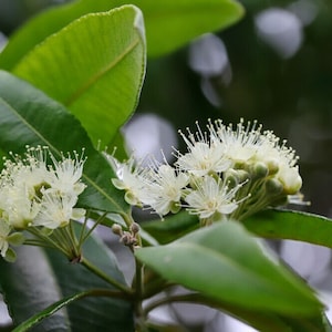 Lemon Myrtle Leaf | Backhousia Citriodora | 100% Natural Herbal Tea - Etsy