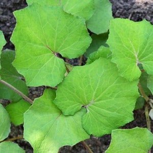 Coltsfoot Leaf Tussilago Farfara 100% Natural Dried Herb Herbal Tea ...