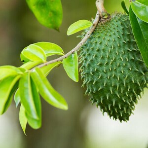 Soursop Dried Leaves | Graviola Guanabana | Annona Muricata - Etsy
