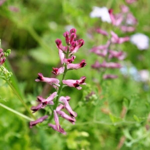 Fumitory Herb | Fumaria Officinalis | Dried Leaves Herbal Tea Dymnica ...