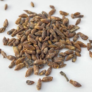 Birch Dried Buds | Betula Pendula | 100% Herbal Tea Immunity Boost! - Etsy