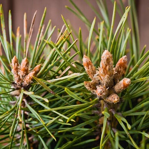 Pine Buds | Pinus Sylvestris | 100% Natural Herbal Tea Immunity Booster ...