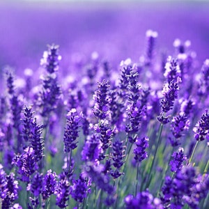 Lavender Flower | Whole Dried Buds | Lavandula Angustifolia | Herbal ...
