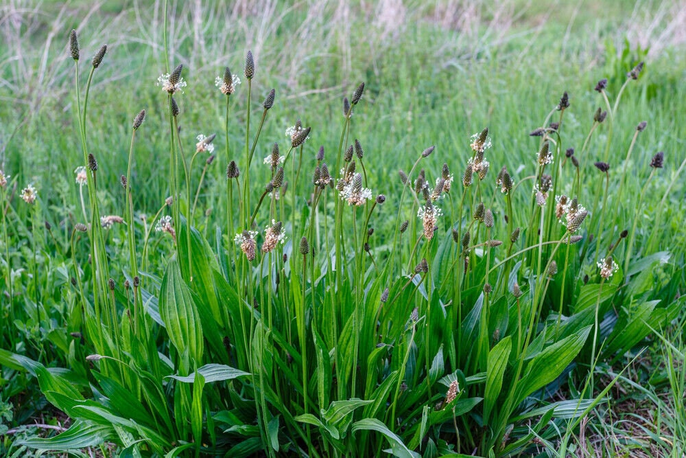 Ribwort Plantain Leaf | Plantago Lanceolata | Dried Leaves Herb Herbal ...