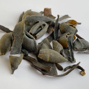 Bladderwrack Fucus Vesiculosus 100% Natural Herbal Tea Fiber Source ...
