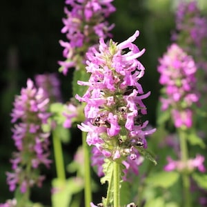 Betony Herb | 100% Natural Herbal Tea | Betonica Officinalis | Bukwica ...