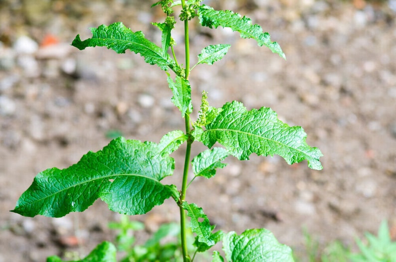 Curly Dock Root (yellow Dock) | Rumex Crispus | 100% Natural Herbal Tea ...