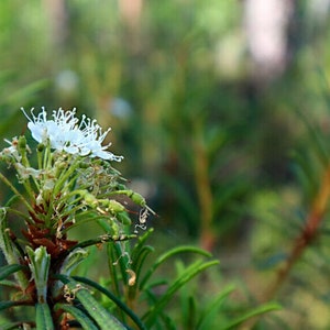 Marsh Labrador Tea Herb | Ledum Palustre | Dried Leaf Herbal Tea Bagno ...