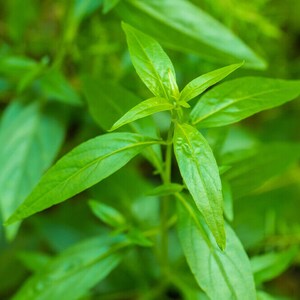 Andrographis Dried Herb | Andrographis Paniculata | Green Chiretta ...