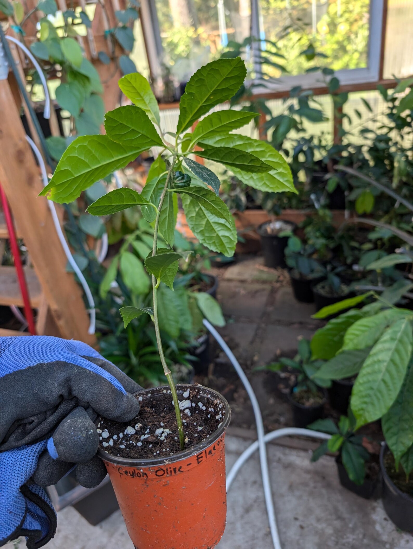 Veralu Ceylon Olive Tree Seedling elaeocarpus Serratus - Etsy
