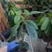 Veralu Ceylon Olive Tree Seedling elaeocarpus Serratus - Etsy